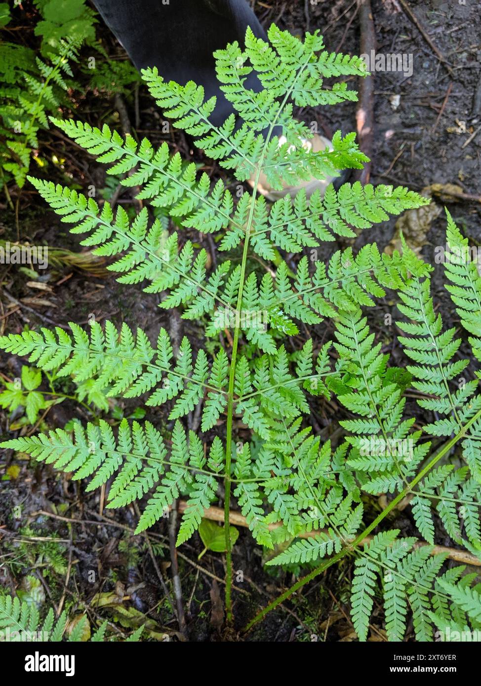 spreading wood fern (Dryopteris expansa) Plantae Stock Photo - Alamy