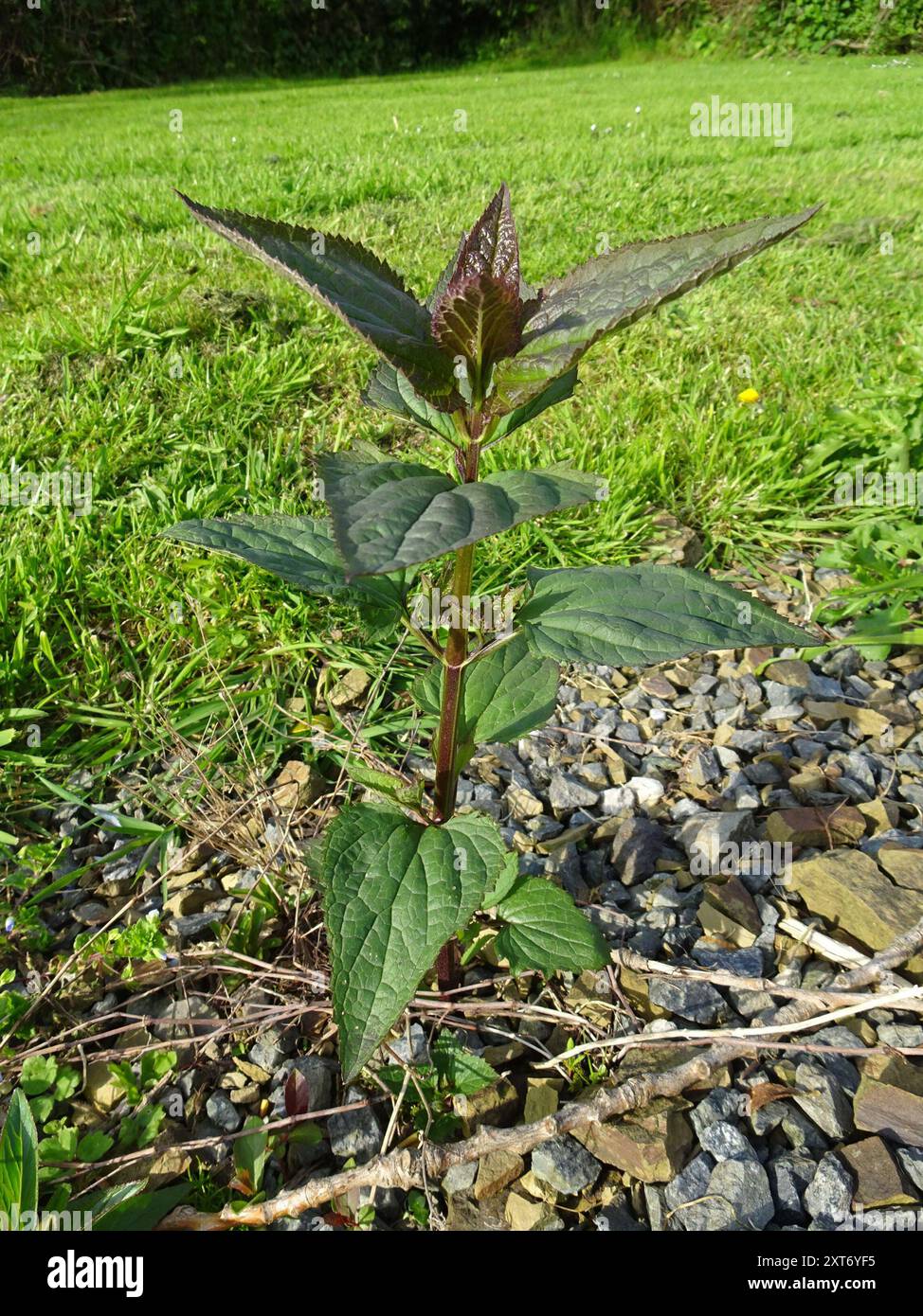 Water Figwort (Scrophularia auriculata) Plantae Stock Photo - Alamy