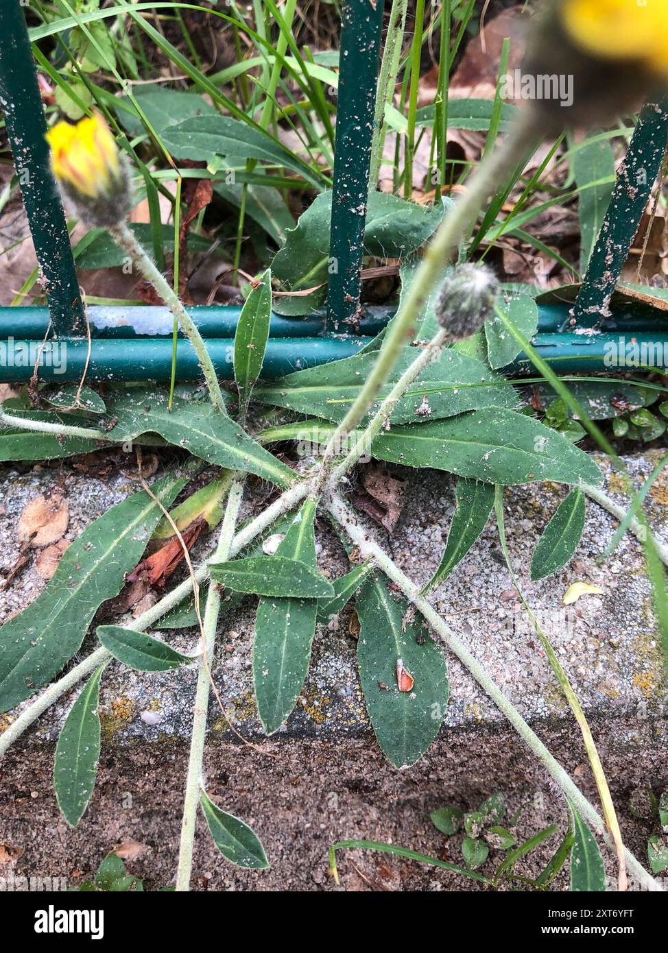 mouse-eared hawkweed (Pilosella officinarum) Plantae Stock Photo - Alamy
