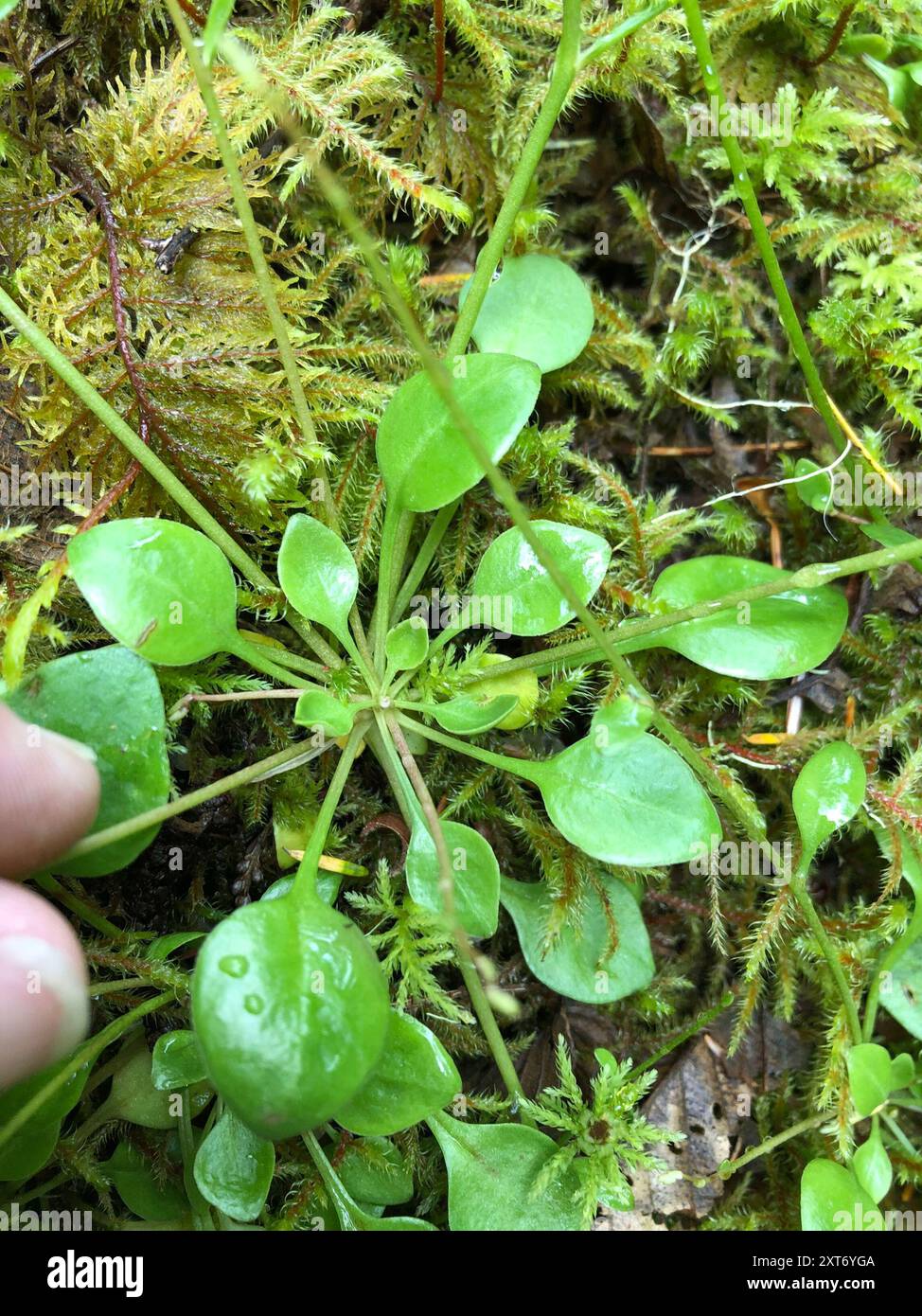 Small-leaved Blinks (Montia parvifolia) Plantae Stock Photo - Alamy