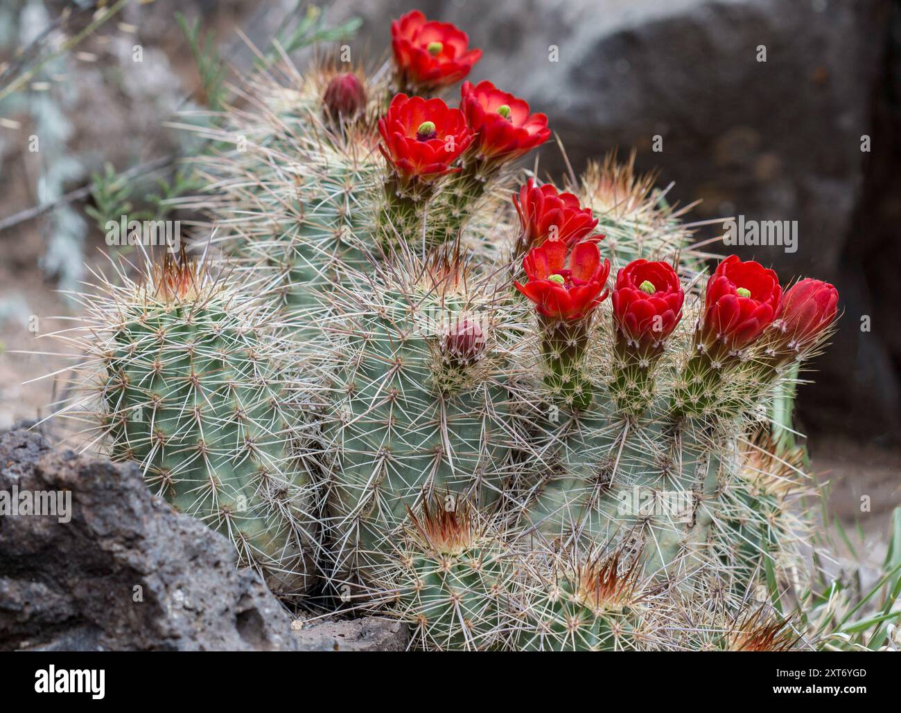 Scarlet Hedgehog Cactus (Echinocereus coccineus coccineus) Plantae ...