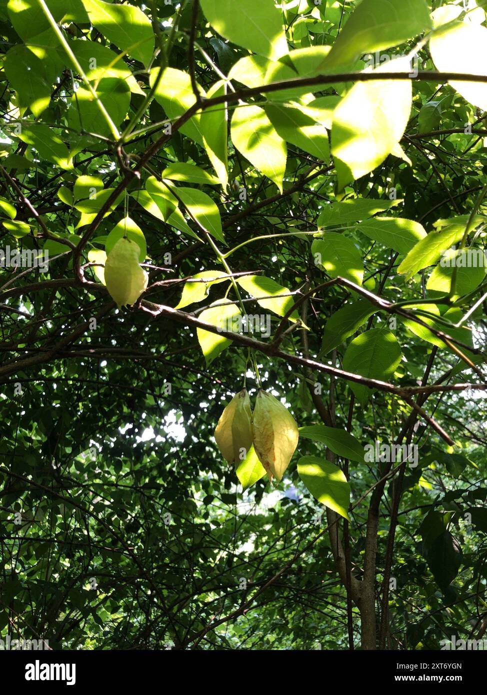 American bladdernut (Staphylea trifolia) Plantae Stock Photo - Alamy