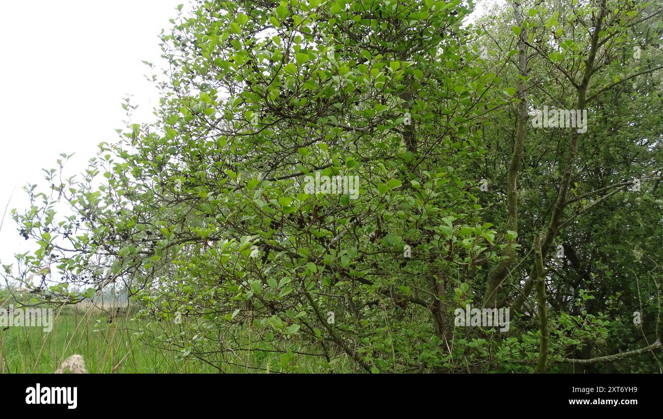 common alder (Alnus glutinosa) Plantae Stock Photo - Alamy