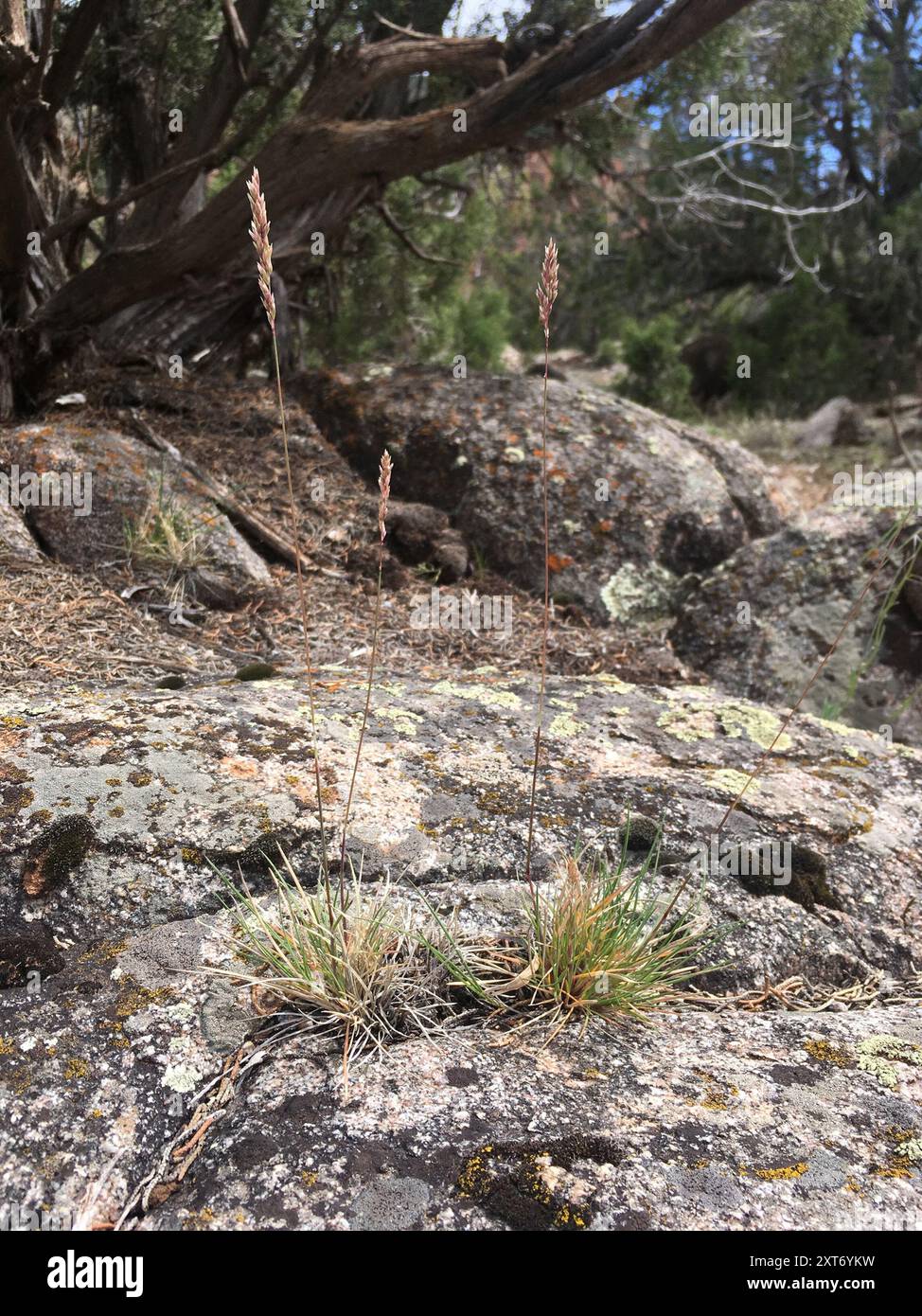 Muttongrass (Poa fendleriana) Plantae Stock Photo - Alamy