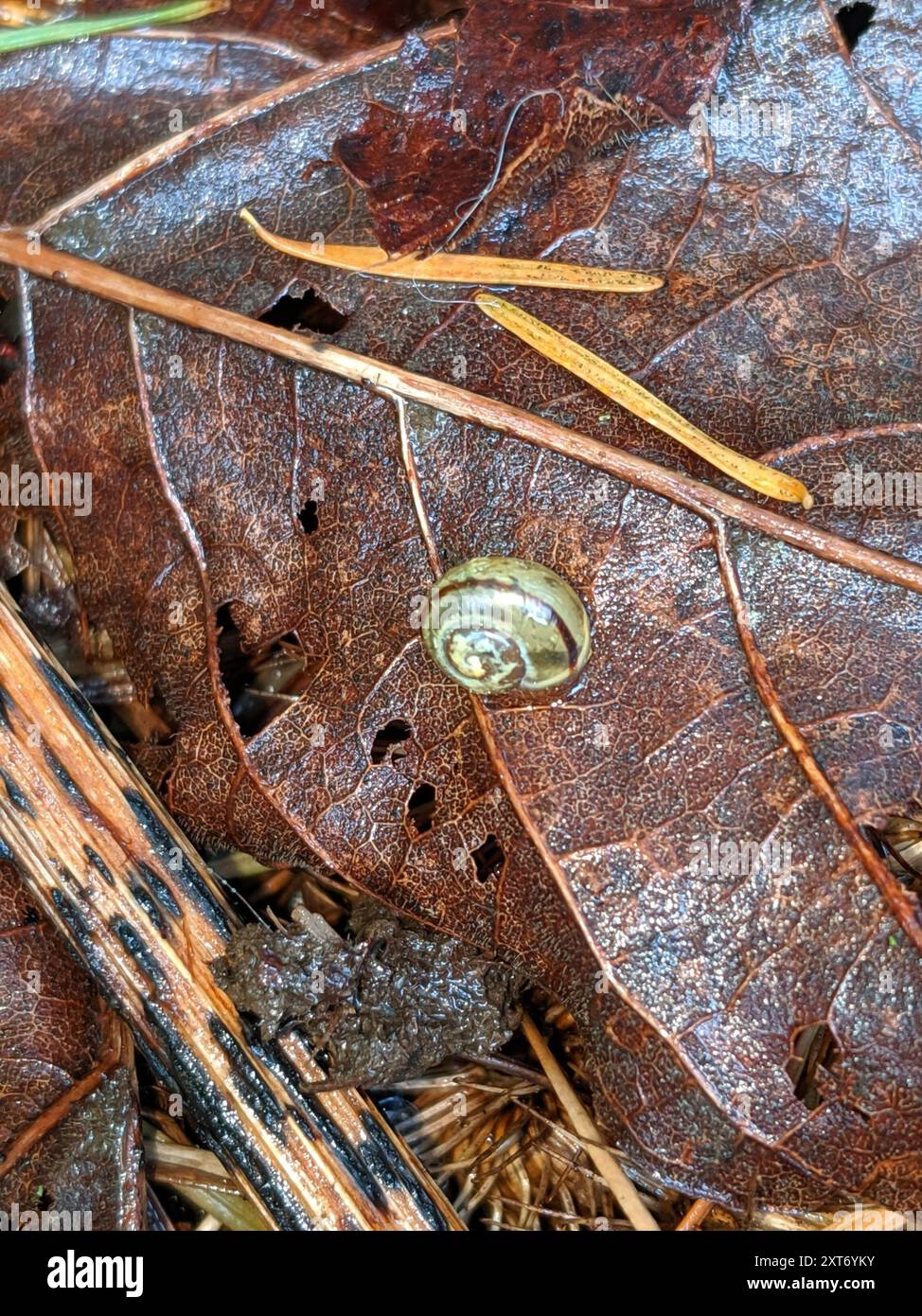 Gastropods (Gastropoda) Mollusca Stock Photo - Alamy