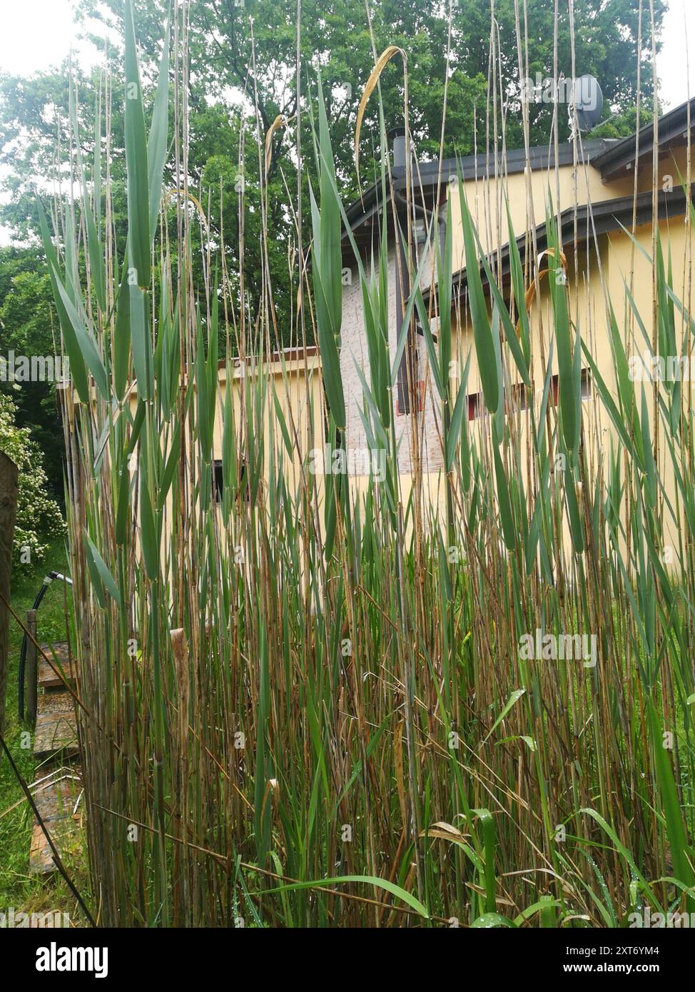 common reed (Phragmites australis) Plantae Stock Photo - Alamy