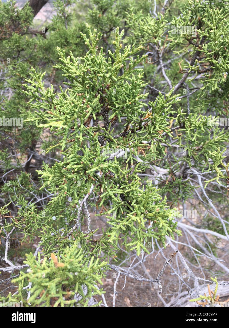 Utah Juniper (Juniperus osteosperma) Plantae Stock Photo - Alamy