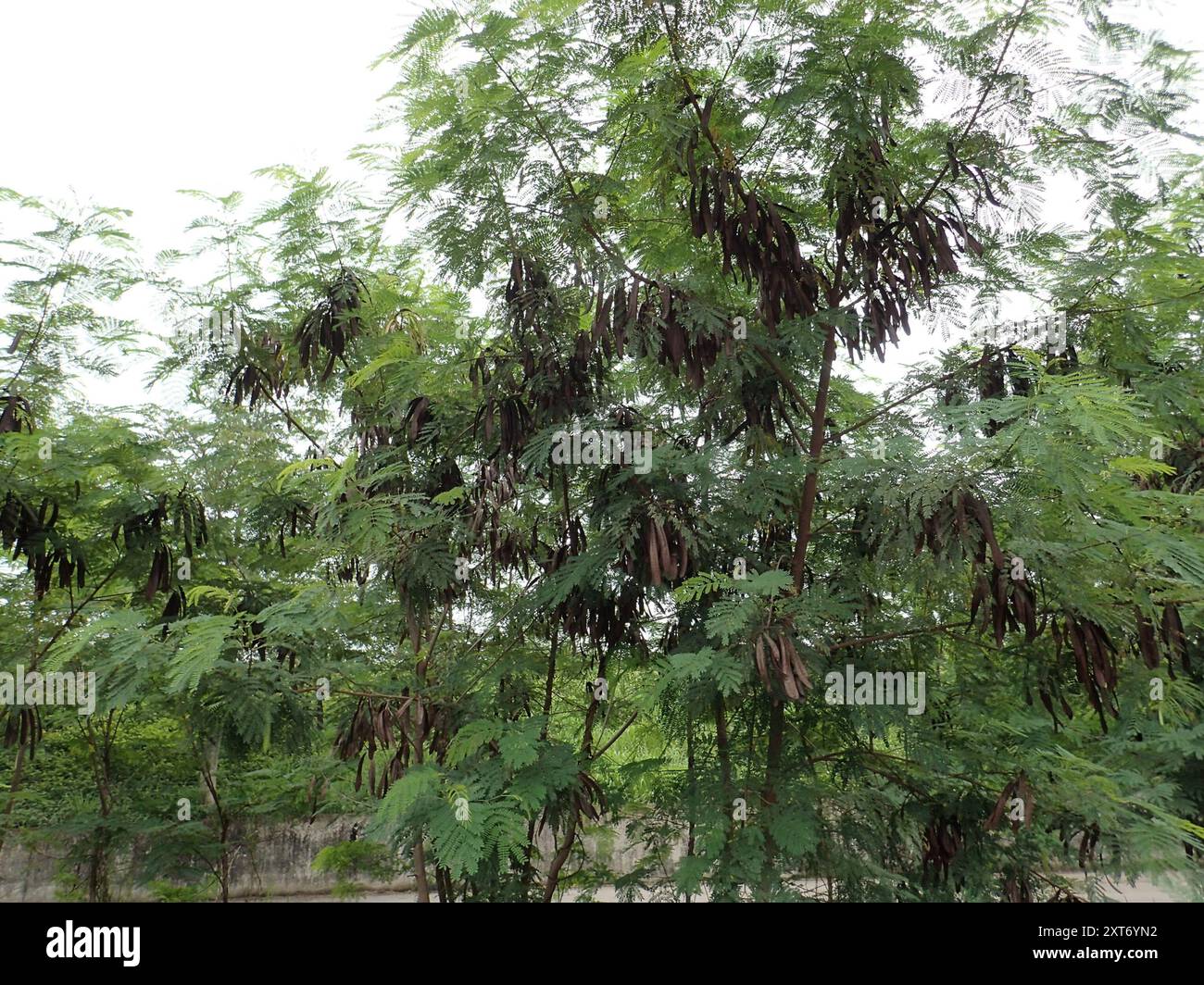 White leadtree (Leucaena leucocephala) Plantae Stock Photo - Alamy