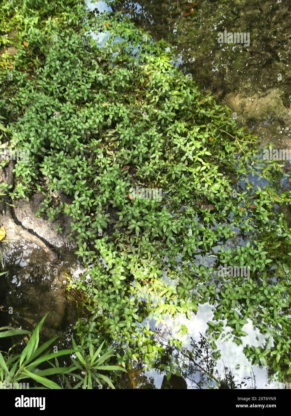Indian Swampweed (Hygrophila polysperma) Plantae Stock Photo - Alamy