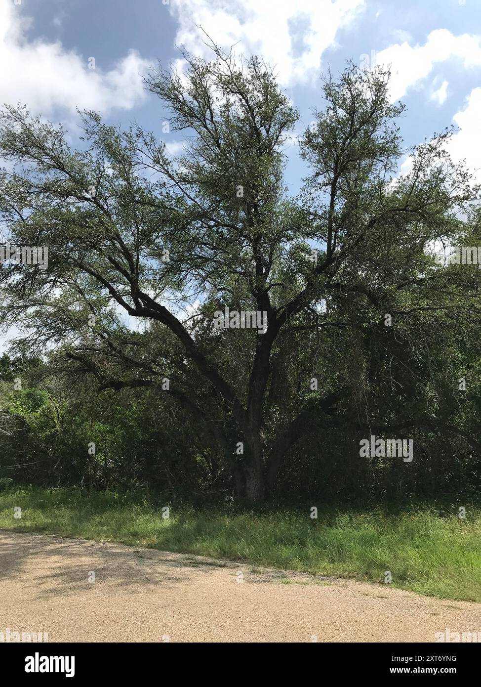 Texas live oak (Quercus fusiformis) Plantae Stock Photo - Alamy