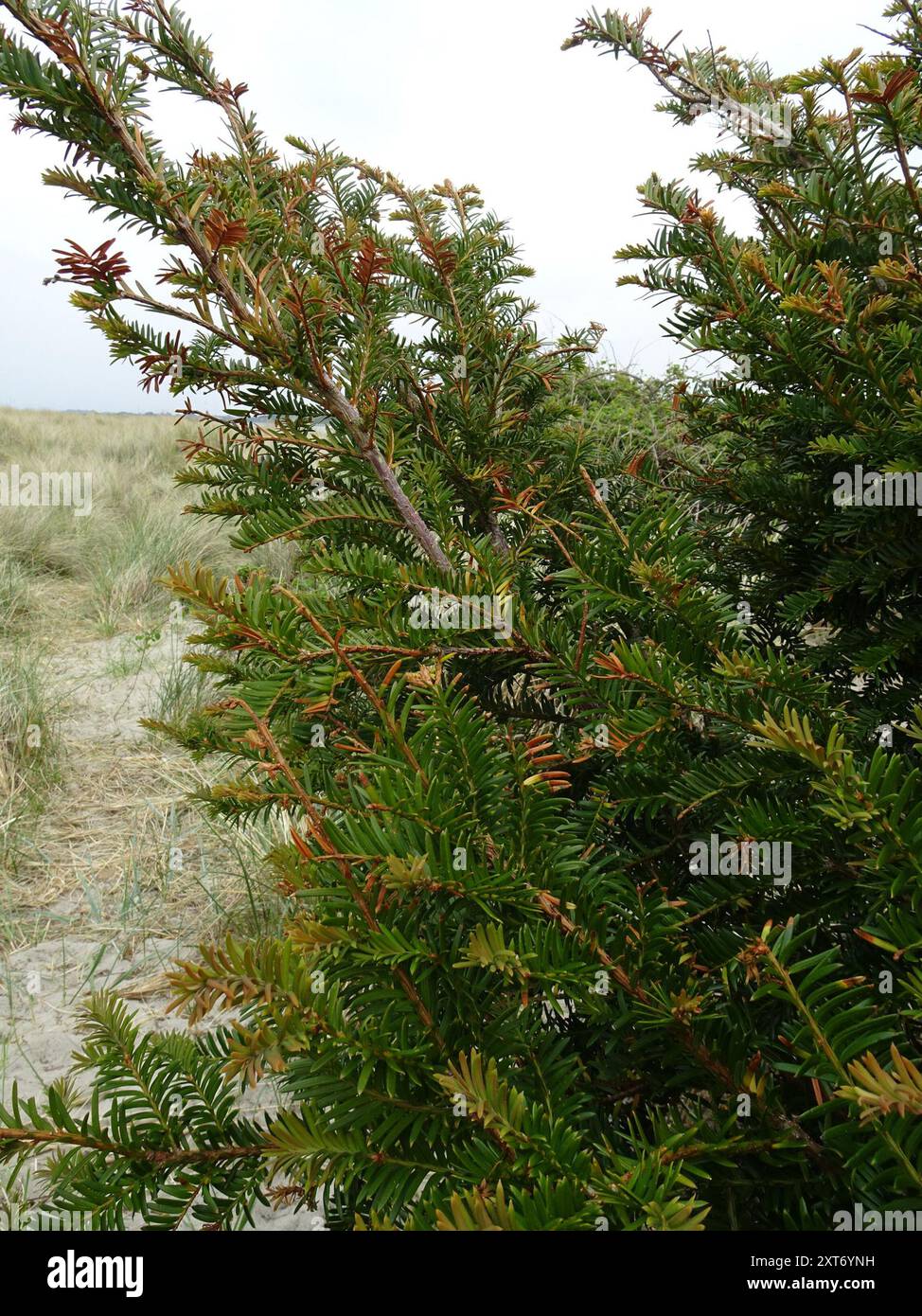 common yew (Taxus baccata) Plantae Stock Photo - Alamy