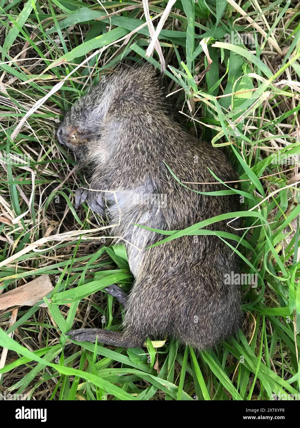 Brazilian Guinea Pig (Cavia aperea) Mammalia Stock Photo - Alamy