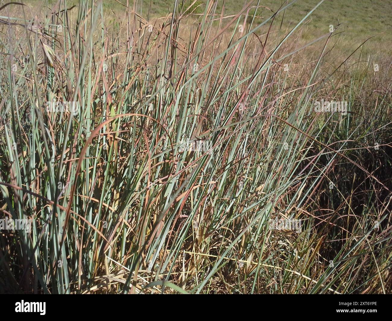 Kangaroo Grass (Themeda triandra) Plantae Stock Photo - Alamy