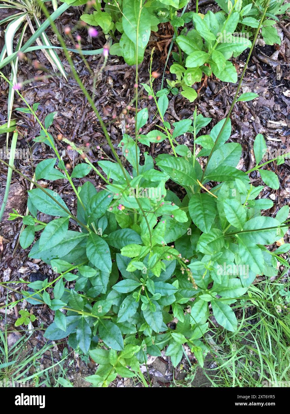 Jewels of Opar (Talinum paniculatum) Plantae Stock Photo - Alamy