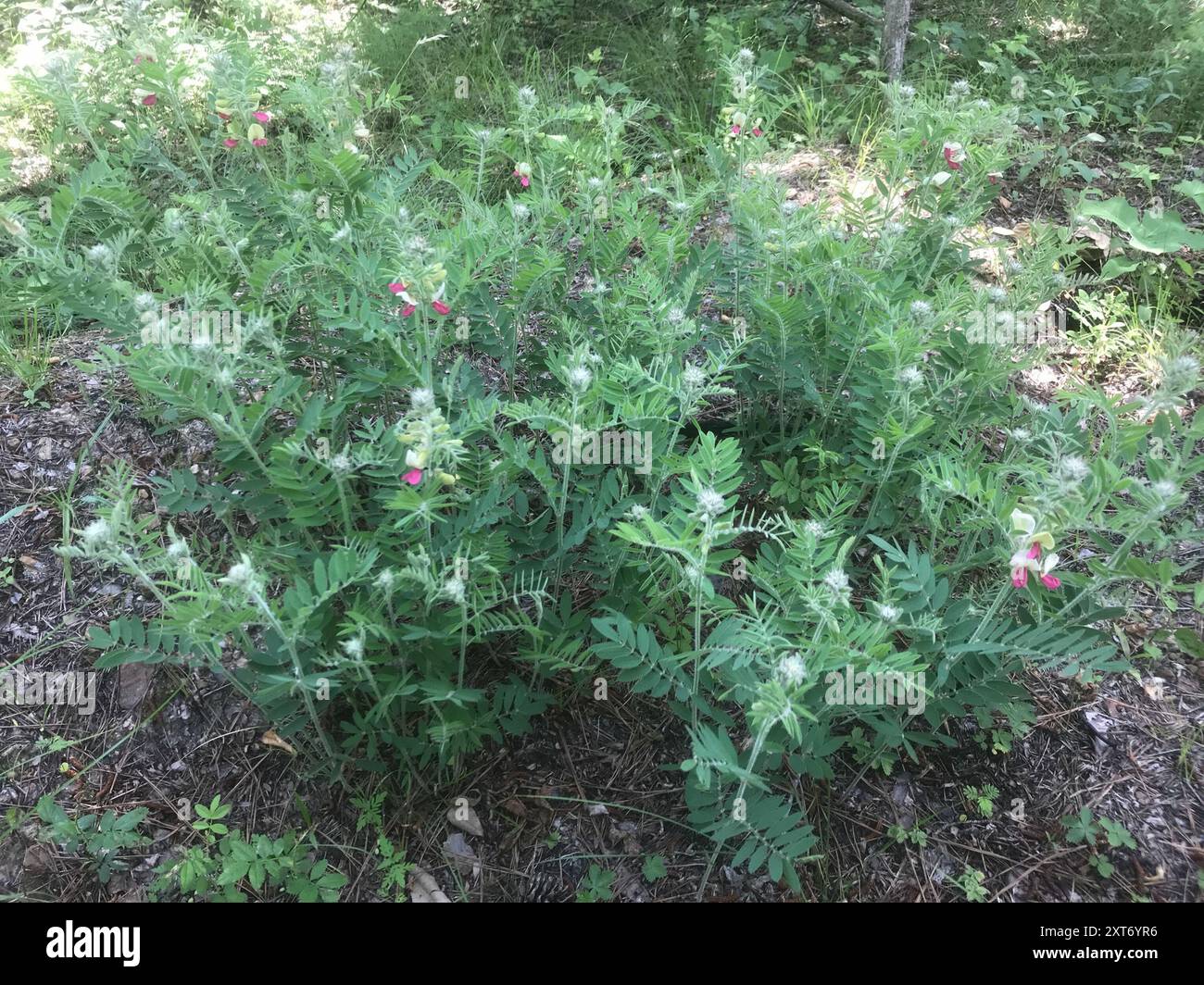 goat's rue (Tephrosia virginiana) Plantae Stock Photo - Alamy