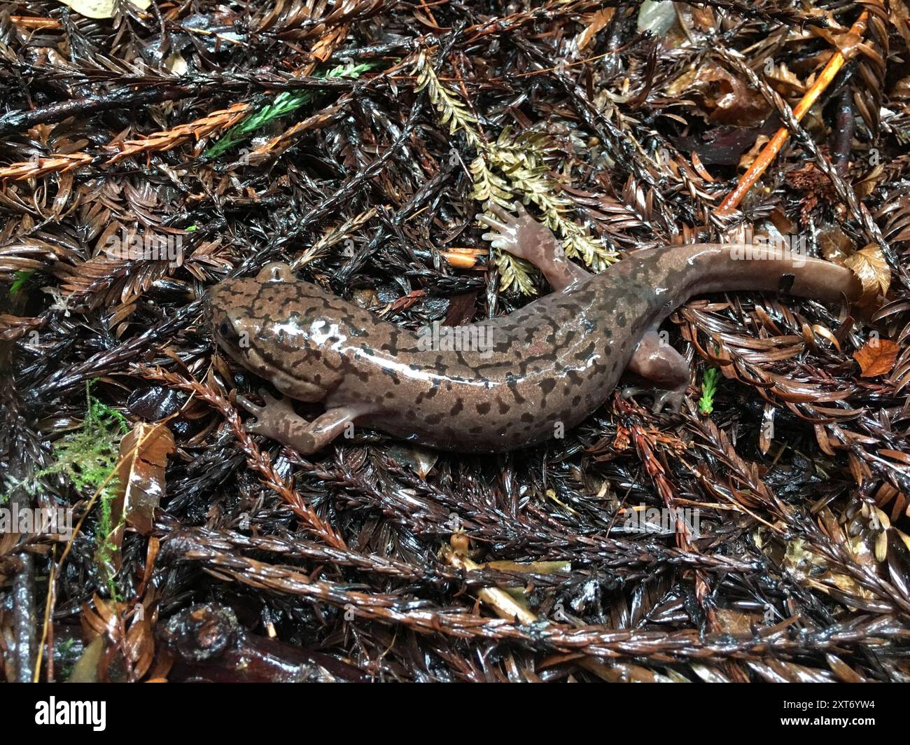 Coastal Giant Salamander (Dicamptodon tenebrosus) Amphibia Stock Photo ...