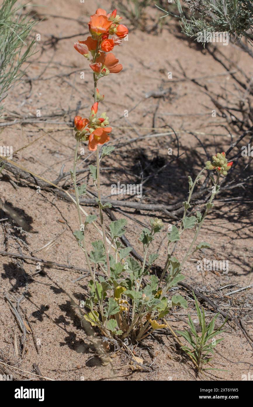 Small-leaf Globemallow (Sphaeralcea parvifolia) Plantae Stock Photo - Alamy
