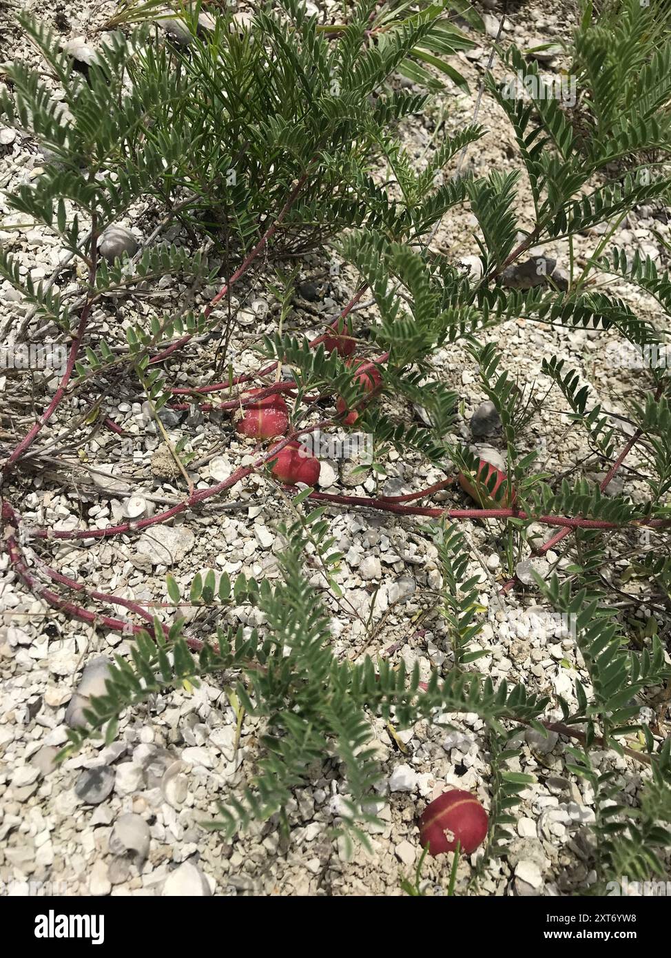 Ground-plum (Astragalus crassicarpus) Plantae Stock Photo - Alamy