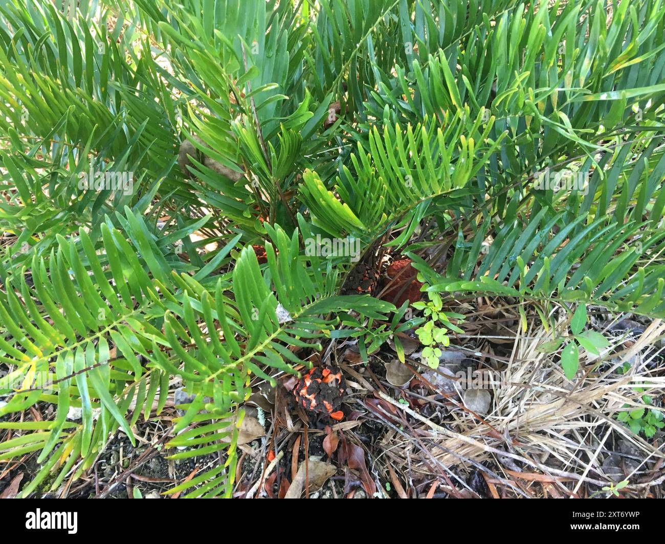 Coontie (Zamia integrifolia) Plantae Stock Photo - Alamy