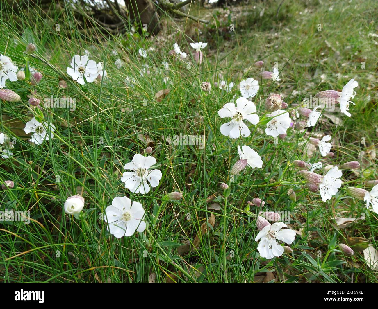 Sea Campion (Silene uniflora) Plantae Stock Photo - Alamy