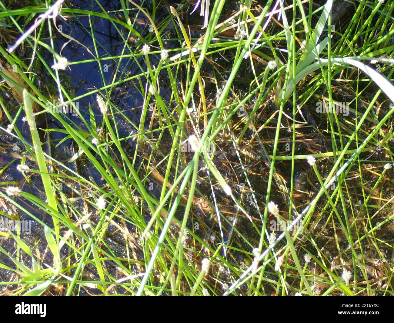 Common Spike-rush (Eleocharis palustris) Plantae Stock Photo - Alamy