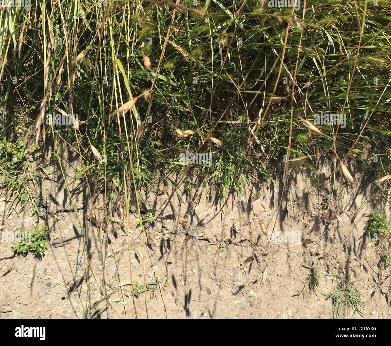 California oatgrass (Danthonia californica) Plantae Stock Photo - Alamy