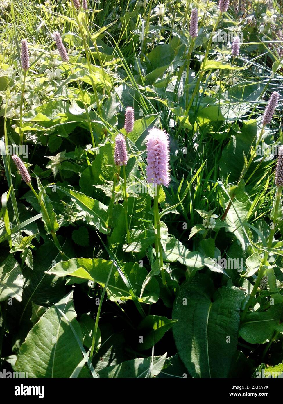 common bistort (Bistorta officinalis) Plantae Stock Photo - Alamy