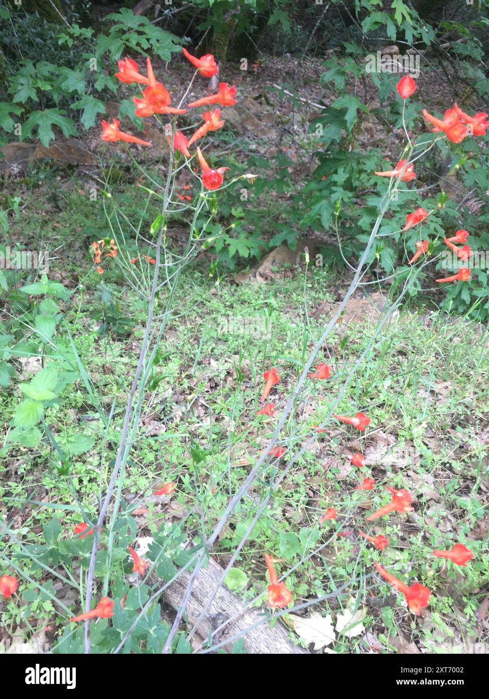 Red larkspur (Delphinium nudicaule) Plantae Stock Photo - Alamy
