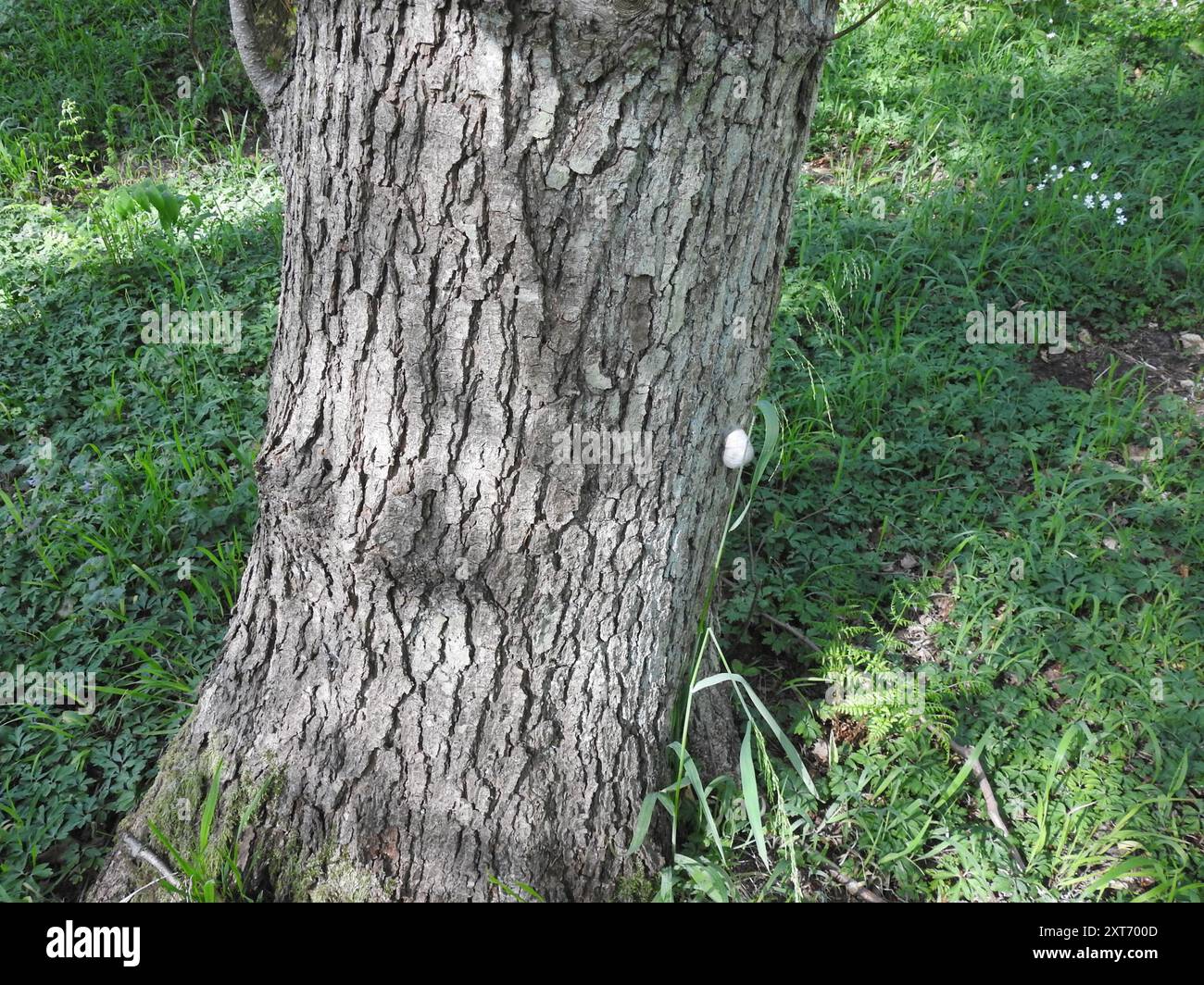 Roman Snail (Helix pomatia) Mollusca Stock Photo - Alamy