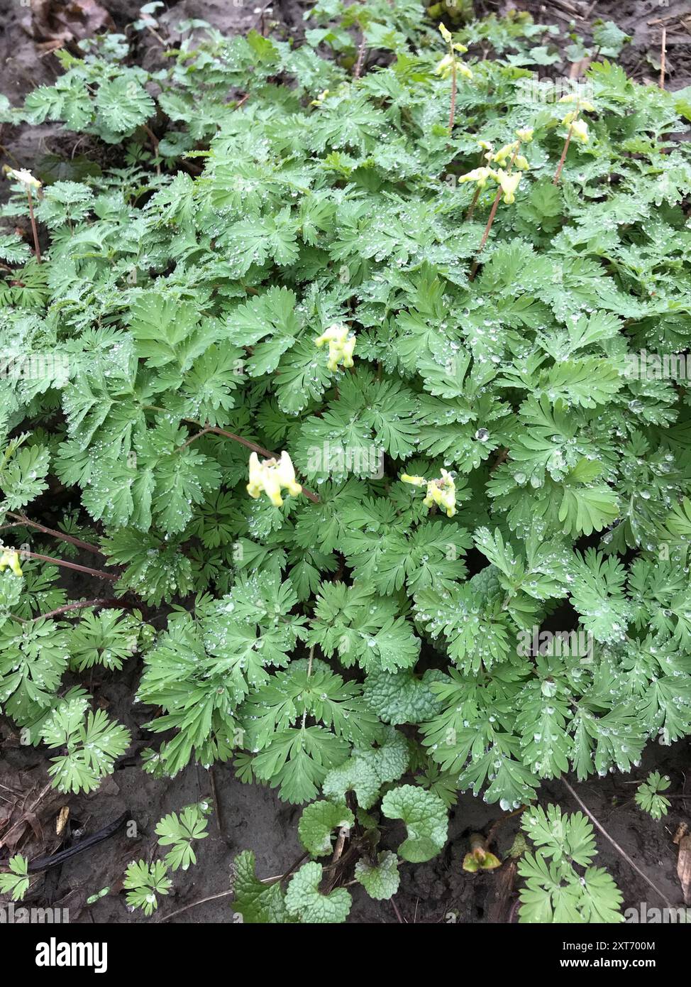 Dutchman's breeches (Dicentra cucullaria) Plantae Stock Photo - Alamy