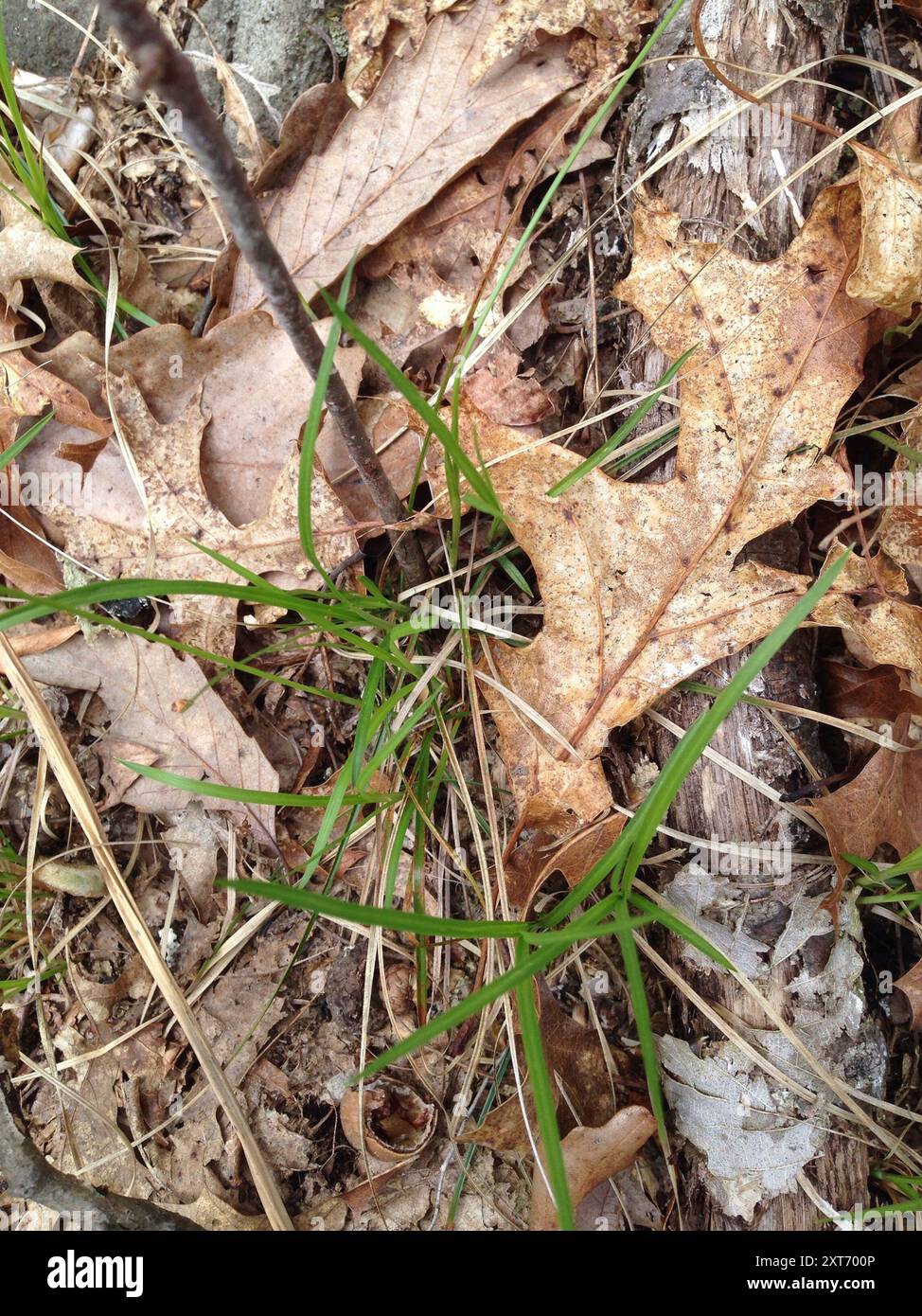 Pennsylvania sedge (Carex pensylvanica) Plantae Stock Photo - Alamy