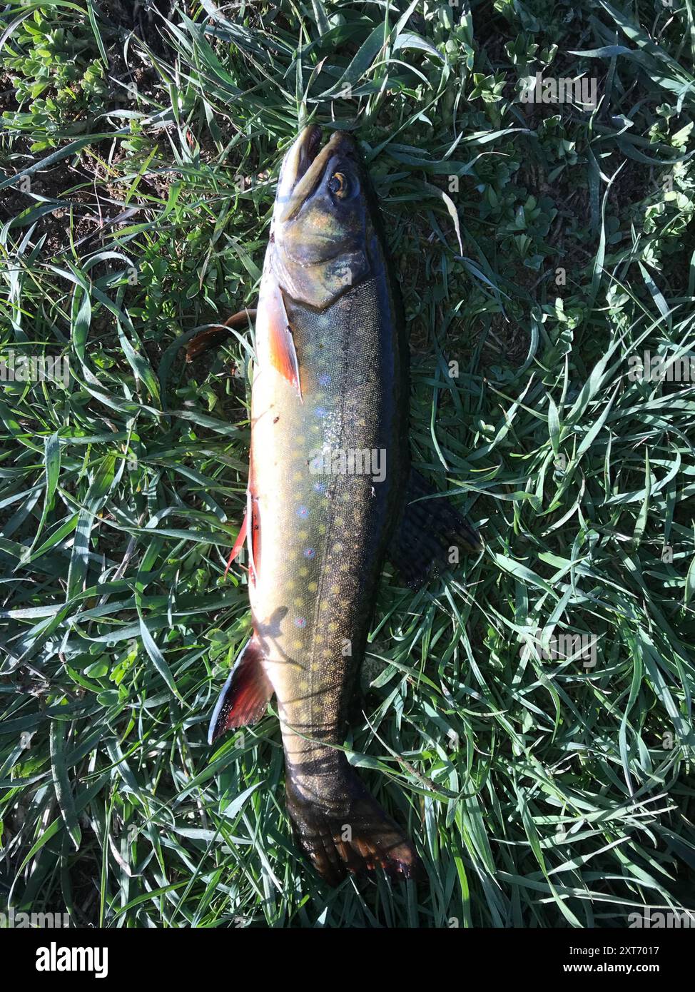 Brook Trout (Salvelinus fontinalis) Actinopterygii Stock Photo - Alamy