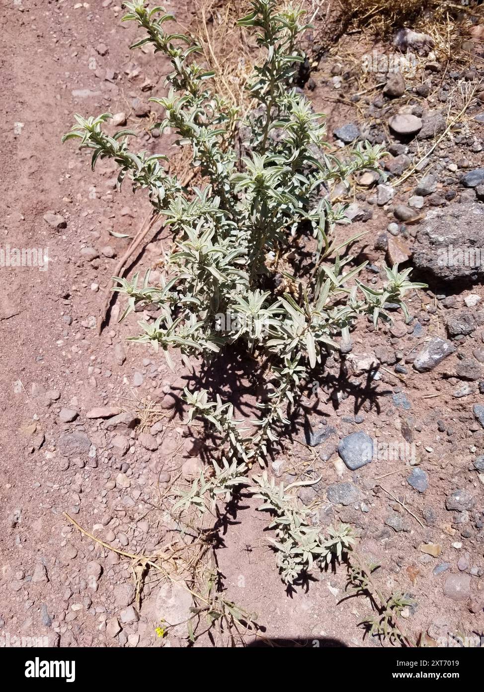Saltbushes (Atriplex) Plantae Stock Photo - Alamy