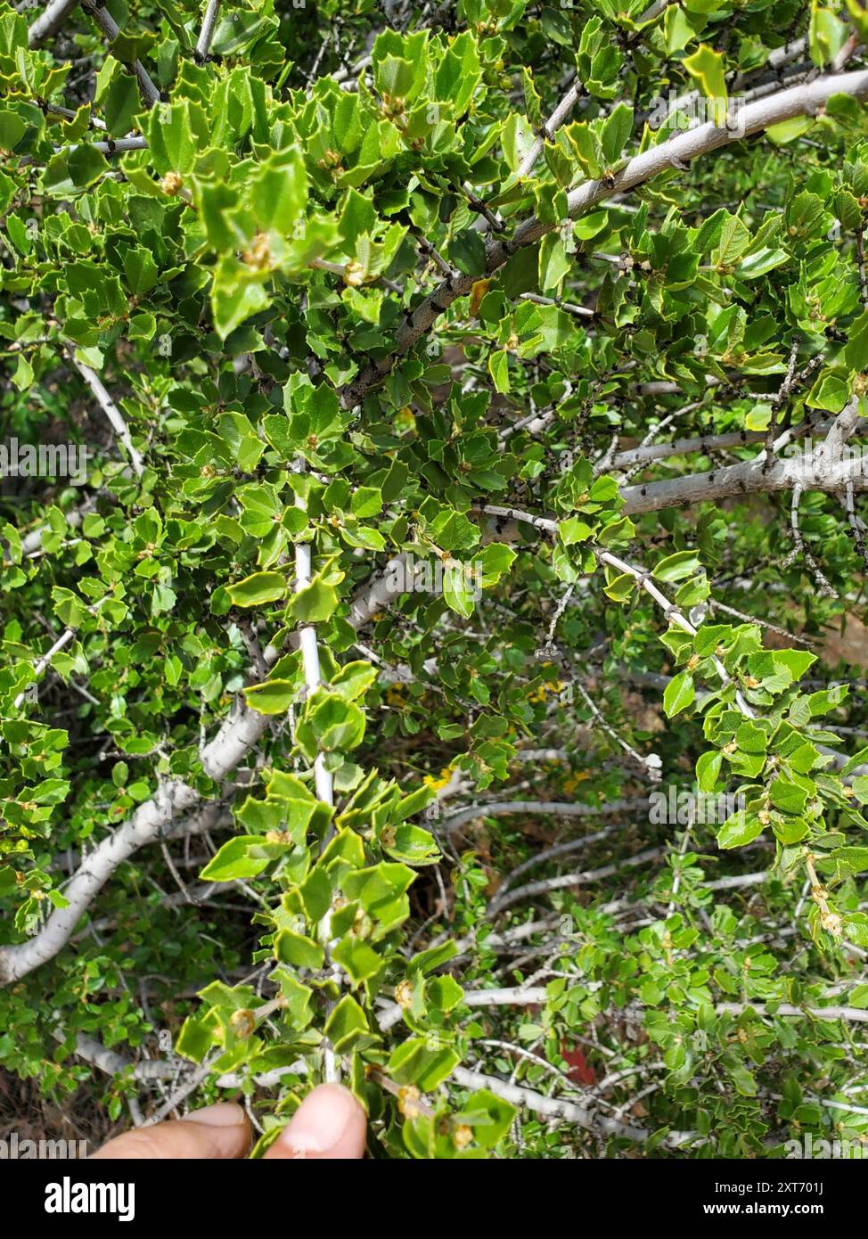 Cupped Leaf Ceanothus (Ceanothus perplexans) Plantae Stock Photo - Alamy