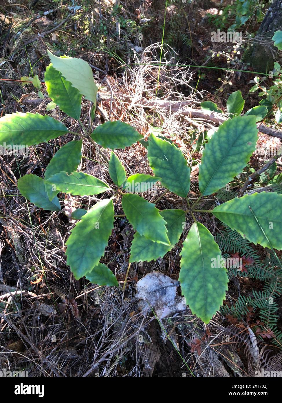 five finger (Pseudopanax arboreus) Plantae Stock Photo - Alamy