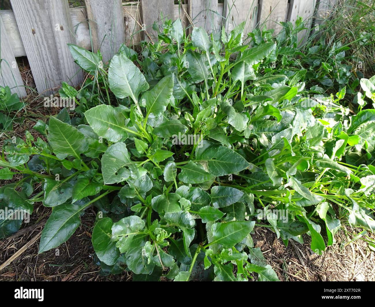 sea beet (Beta vulgaris maritima) Plantae Stock Photo - Alamy