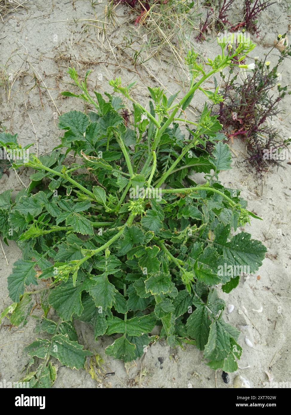 Mediterranean Radish (Raphanus raphanistrum landra) Plantae Stock Photo ...