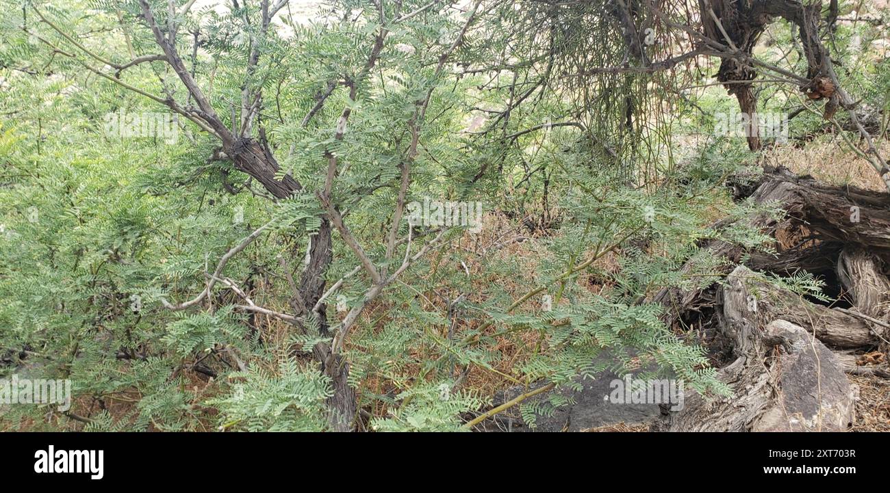 mesquites (Neltuma) Plantae Stock Photo - Alamy