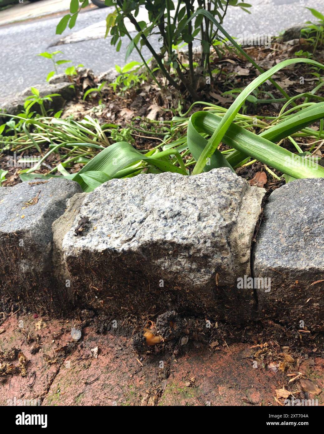 black morel (Morchella angusticeps) Fungi Stock Photo - Alamy