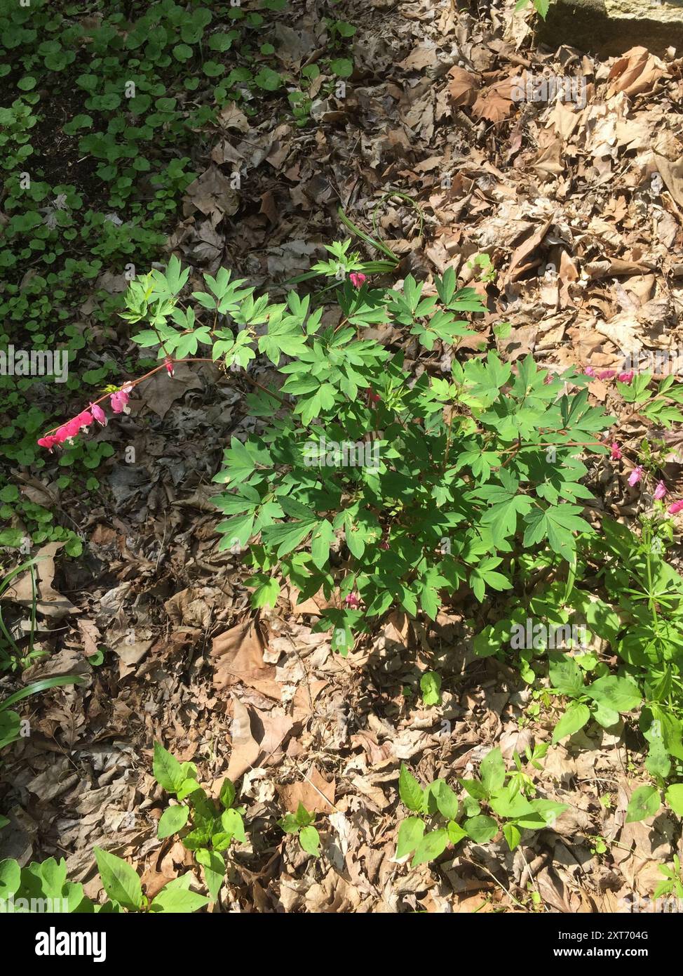 Asian Bleeding-heart (Lamprocapnos spectabilis) Plantae Stock Photo - Alamy