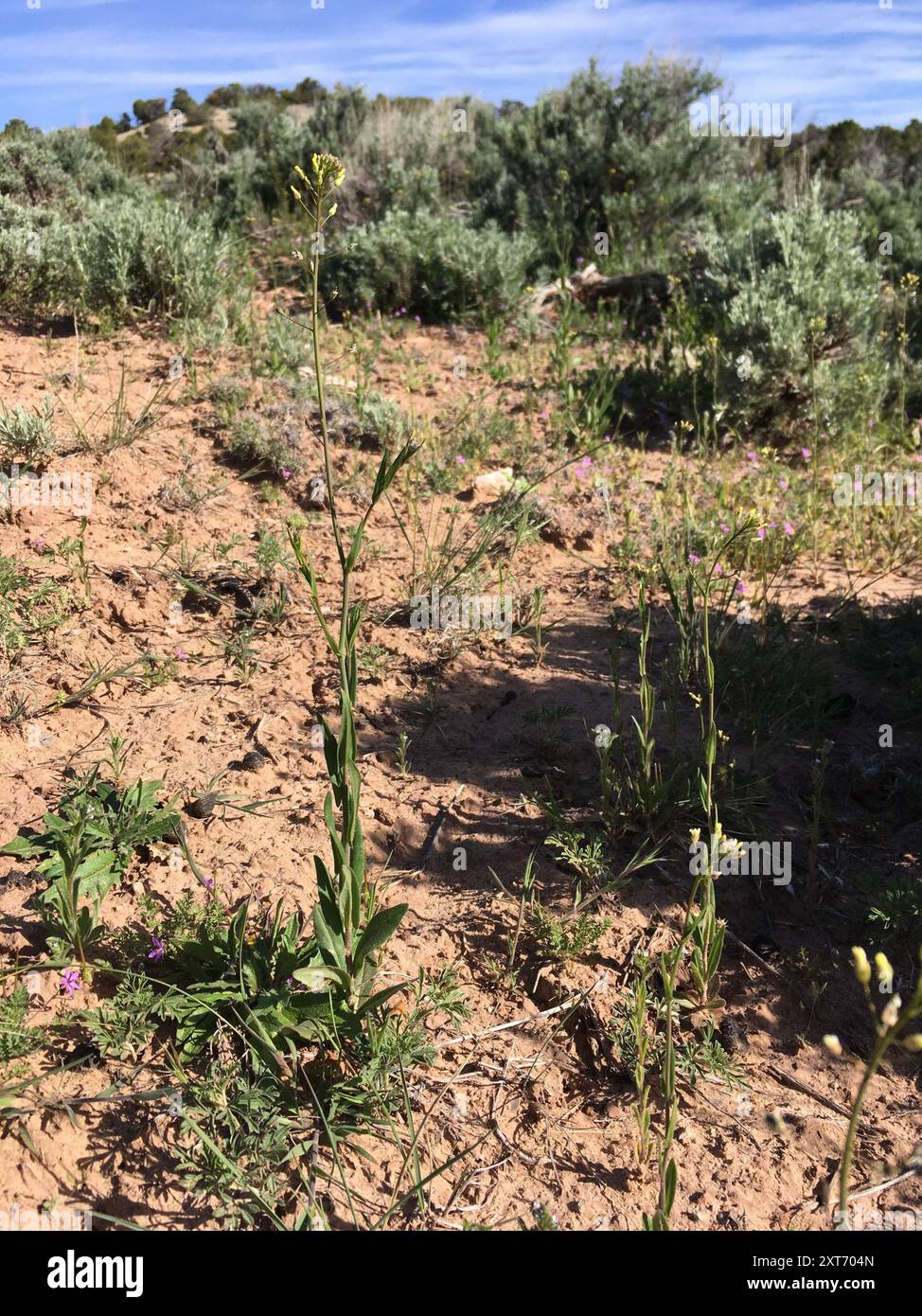 littlepod false flax (Camelina microcarpa) Plantae Stock Photo - Alamy