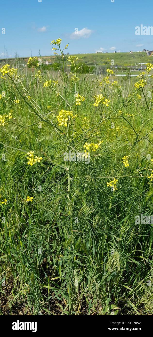 Tall Tumblemustard (Sisymbrium altissimum) Plantae Stock Photo - Alamy