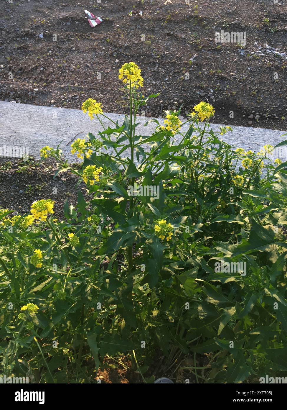False London-rocket (Sisymbrium loeselii) Plantae Stock Photo - Alamy