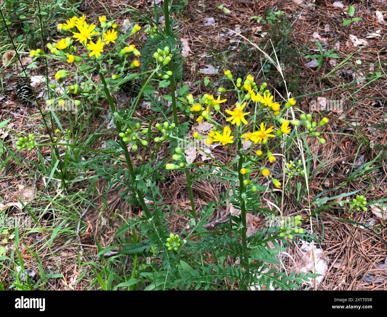 Small's ragwort (Packera anonyma) Plantae Stock Photo - Alamy