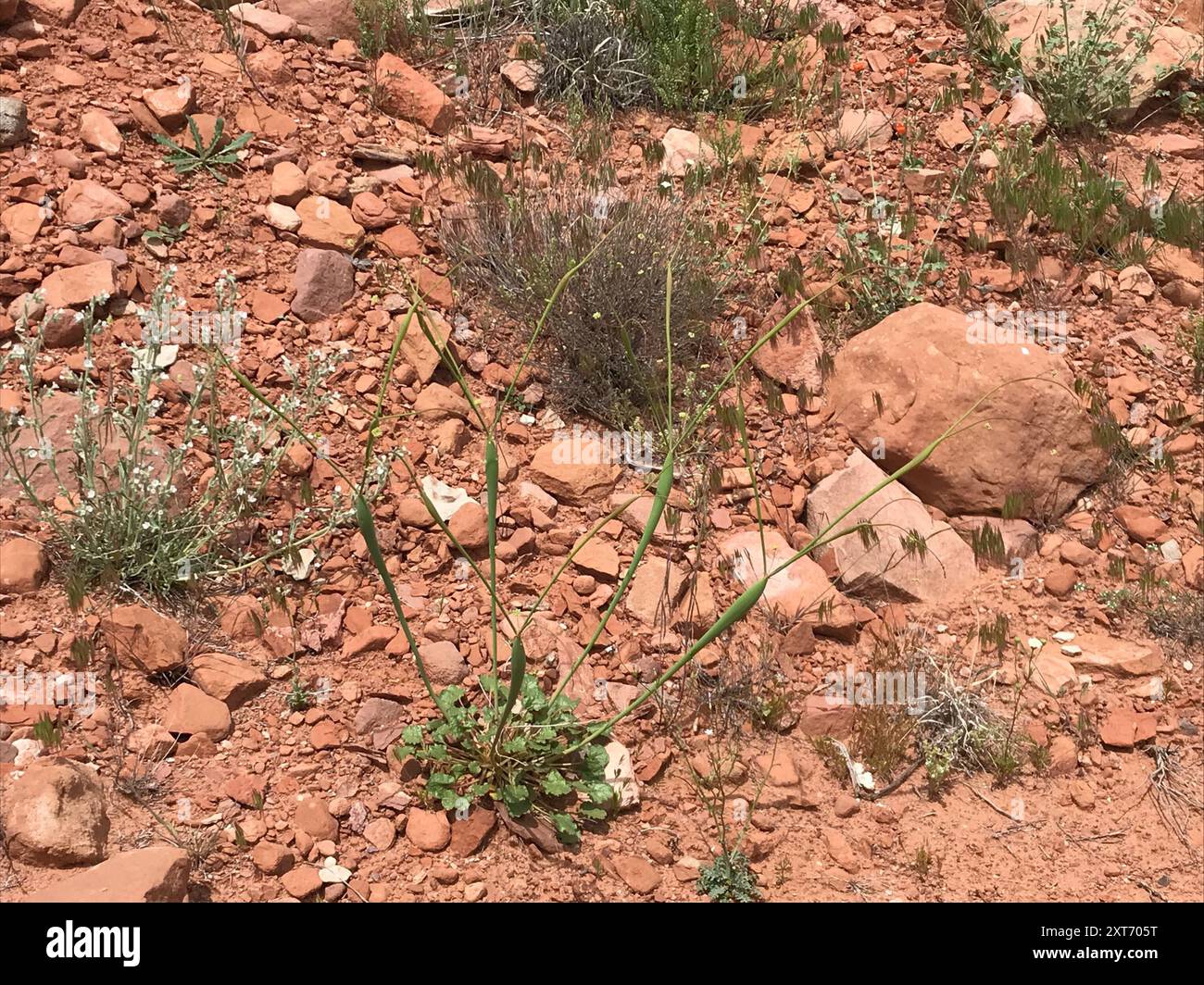 Desert Trumpet (Eriogonum inflatum) Plantae Stock Photo - Alamy