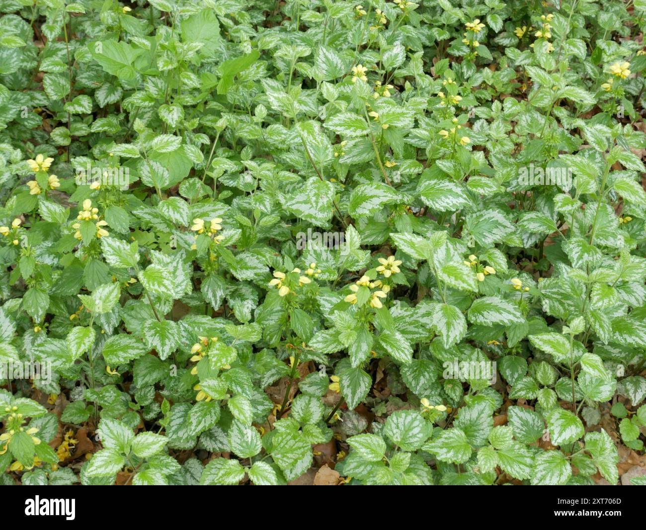 Variegated Yellow Archangel (Lamium galeobdolon argentatum) Plantae ...