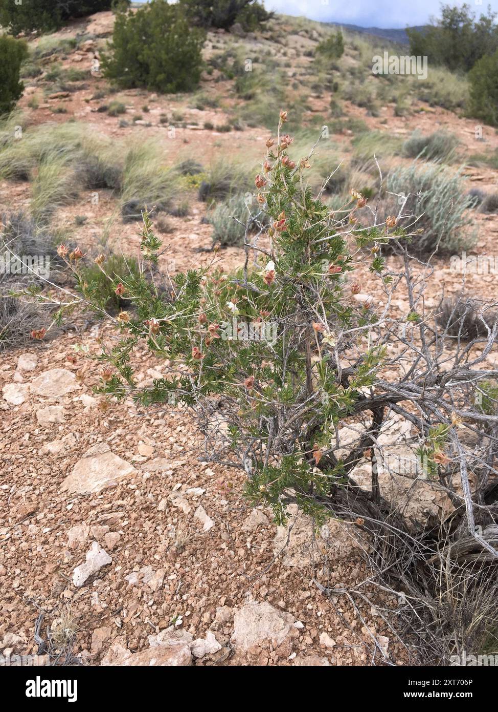 Apache plume (Fallugia paradoxa) Plantae Stock Photo - Alamy