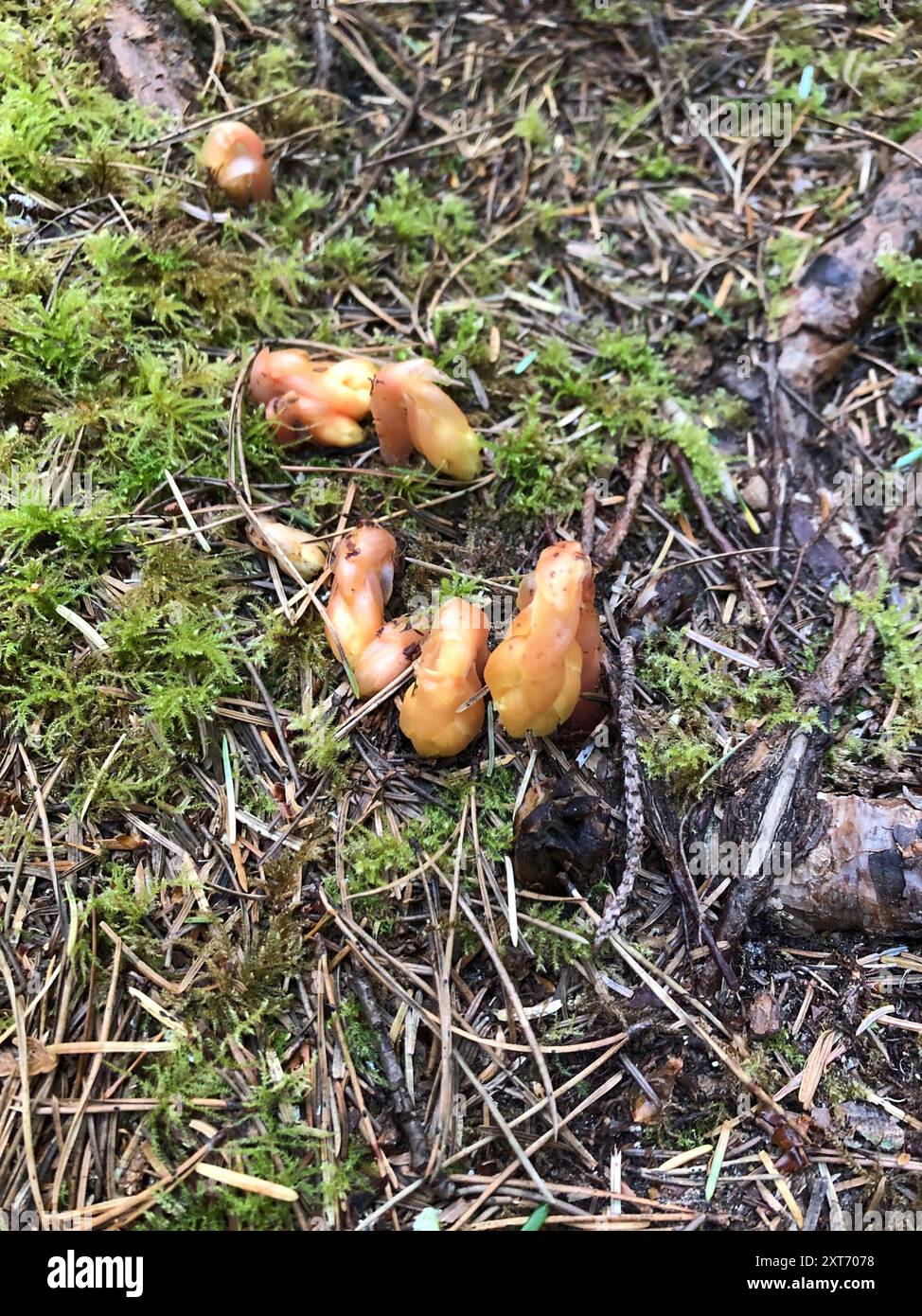 pinesap (Monotropa hypopitys) Plantae Stock Photo - Alamy