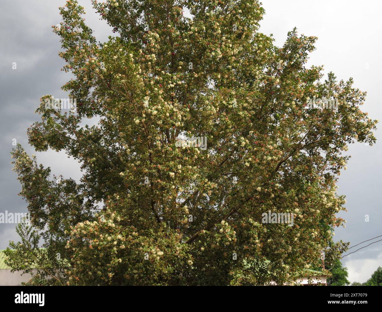 Water Berry (Syzygium cordatum) Plantae Stock Photo - Alamy