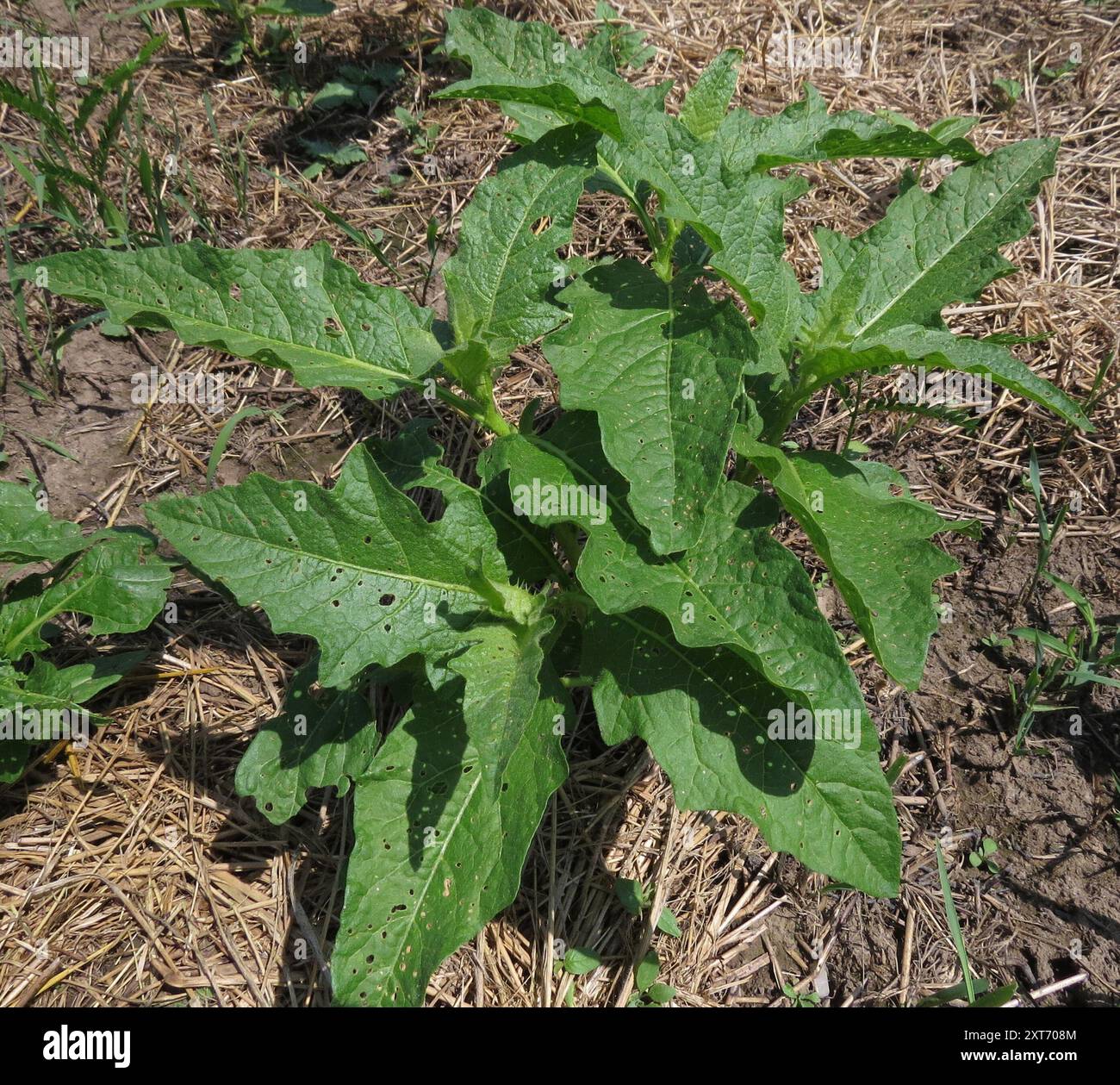 Carolina horsenettle (Solanum carolinense) Plantae Stock Photo - Alamy